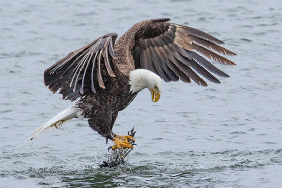 Area Activities - Muskegon River Inn